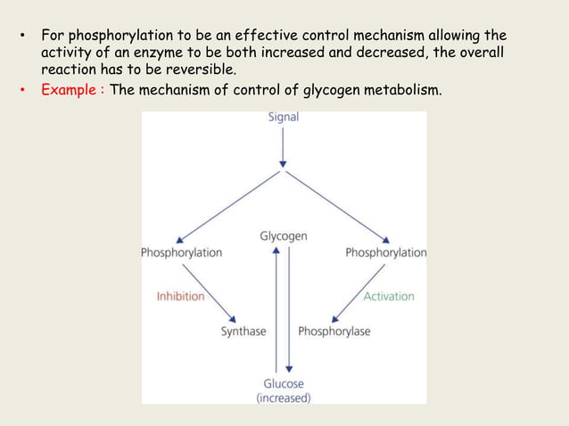 Protein phosphorylation, kinases and phosphatases | PPTX | Endocrine and Metabolic Diseases ...