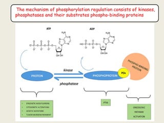 Protein phosphorylation, kinases and phosphatases | PPTX