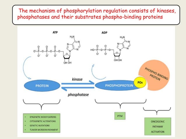 Protein phosphorylation, kinases and phosphatases | PPTX | Endocrine and Metabolic Diseases ...