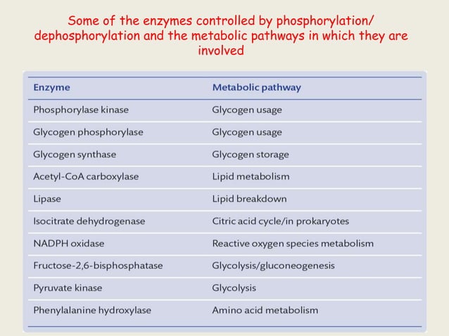 Protein phosphorylation, kinases and phosphatases | PPTX | Endocrine and Metabolic Diseases ...