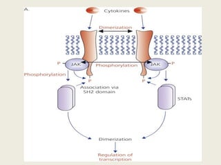 Protein Phosphorylation Mechanism