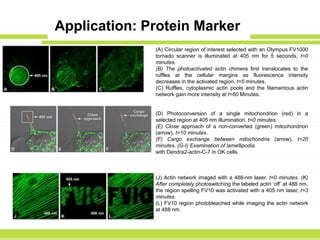 Protein photoactivation | PPTX | Chemistry | Science