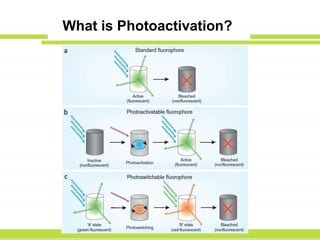 Protein photoactivation | PPTX | Chemistry | Science