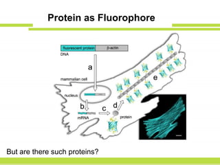 Protein photoactivation | PPTX