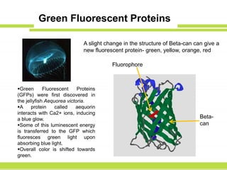 Protein photoactivation | PPTX | Chemistry | Science