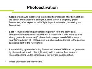 Protein photoactivation | PPTX | Chemistry | Science
