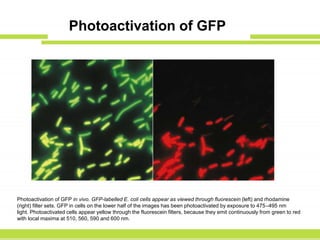 Protein photoactivation | PPTX | Chemistry | Science