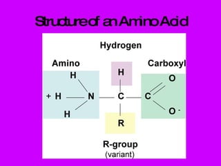 Protein Powerpoint | PPT