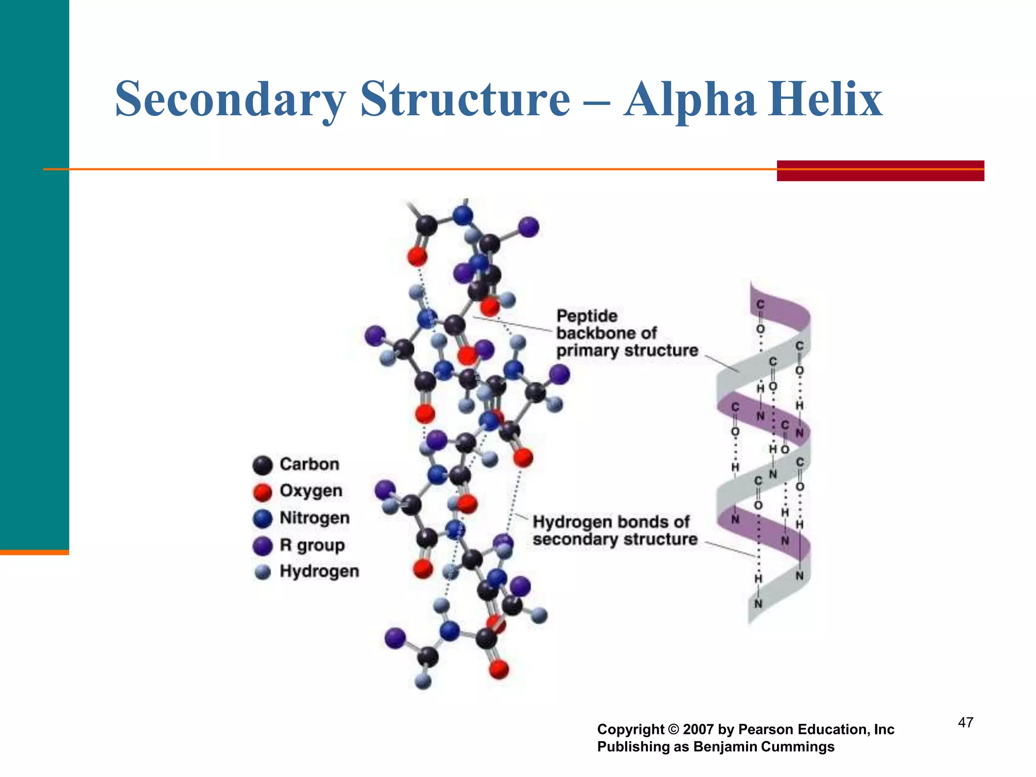 AMINO ACIDS AND PROTEINS, DENATURATION OF PROTEINS | PPTX