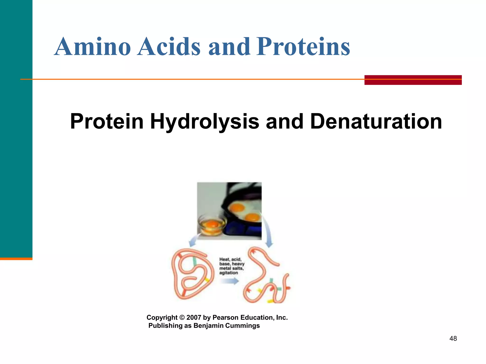 AMINO ACIDS AND PROTEINS, DENATURATION OF PROTEINS | PPTX
