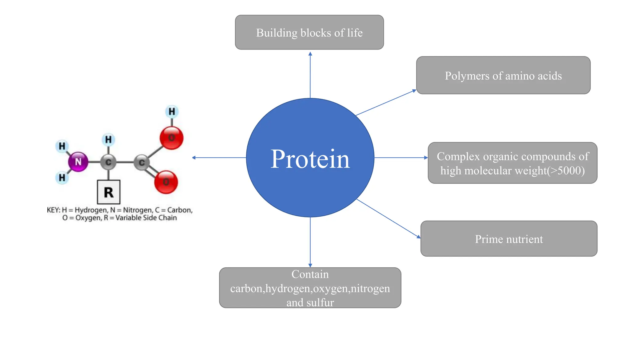 protein ppt skjdabhjKNCBHDJKIANJMSXBJHDB | PPT