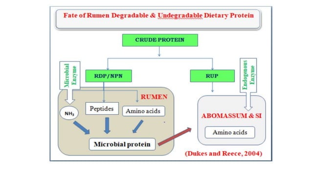 protein ppt skjdabhjKNCBHDJKIANJMSXBJHDB | PPTX