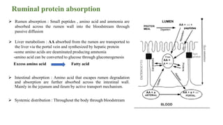 protein ppt skjdabhjKNCBHDJKIANJMSXBJHDB | PPTX