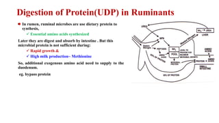 protein ppt skjdabhjKNCBHDJKIANJMSXBJHDB | PPT