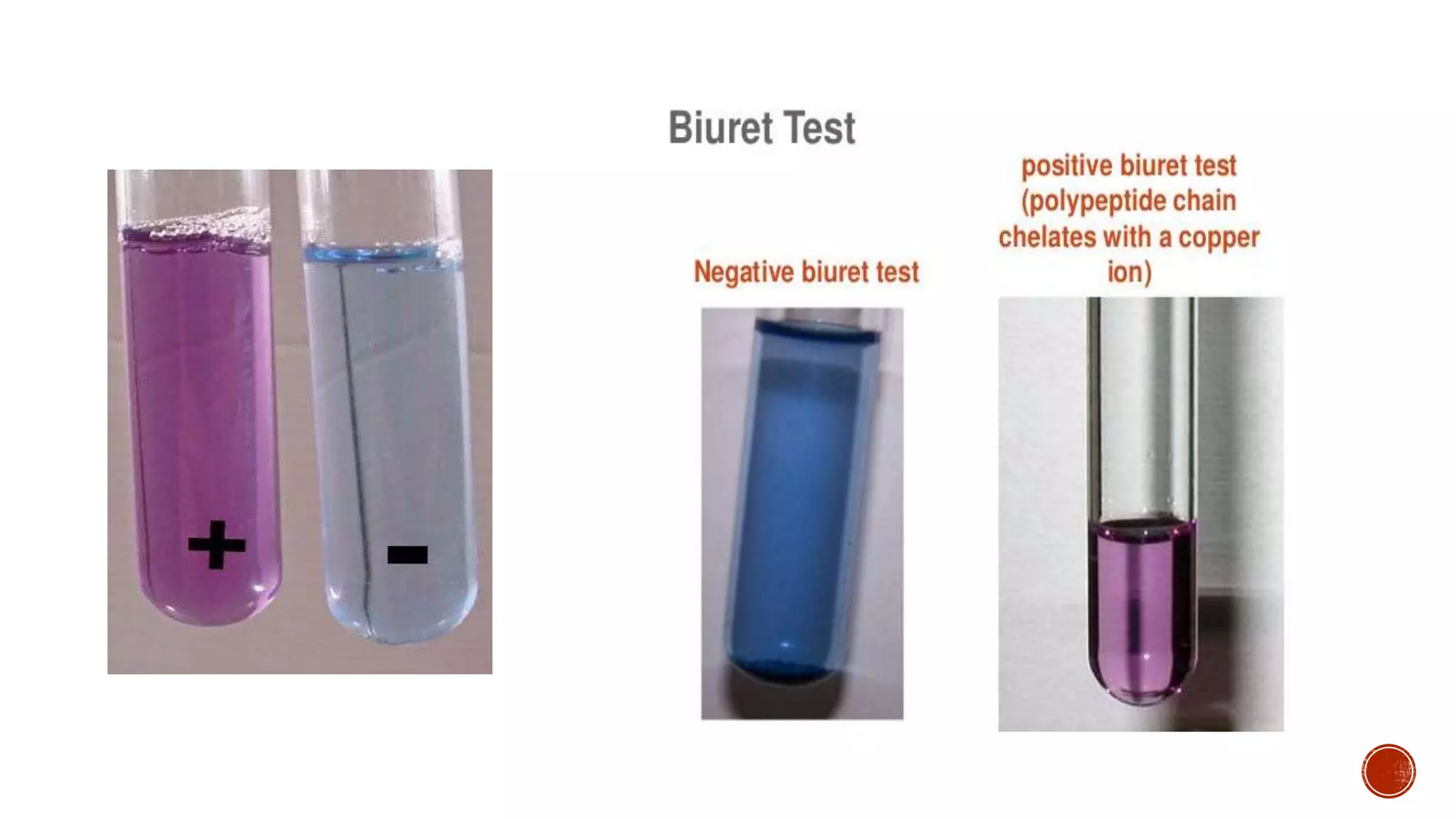 Test for Protein practical | PPTX