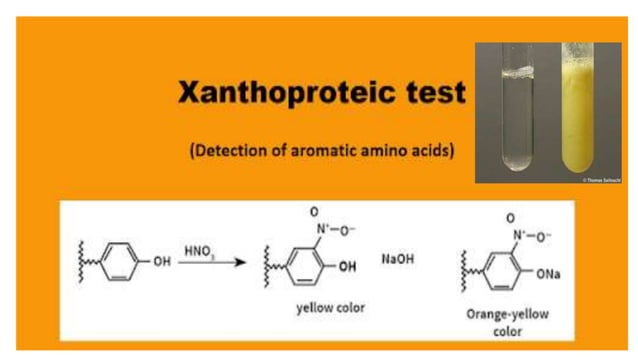 Test for Protein practical | PPTX