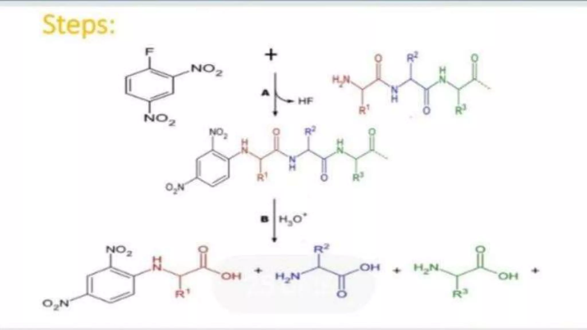Protein primary structure determination | PPT