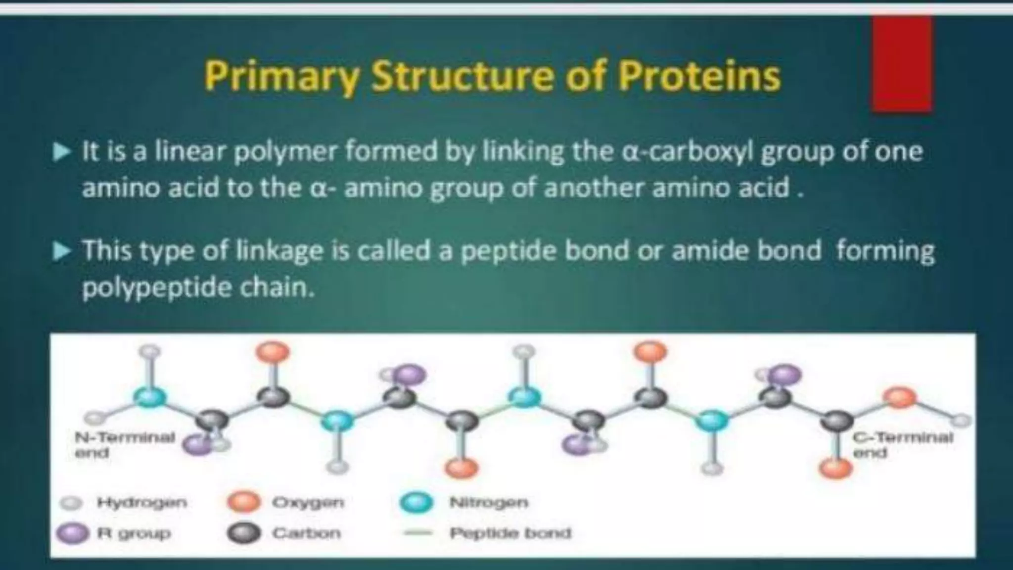 Protein primary structure determination | PPT