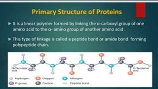 Protein primary structure determination | PPT