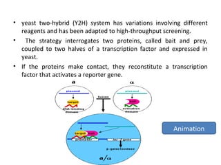 Protein protein interaction | PPT