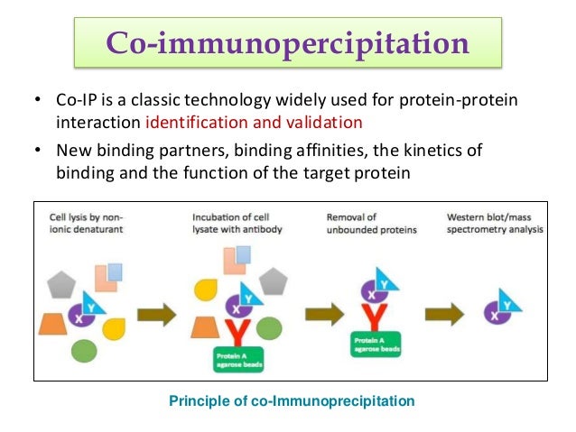 Protein protein interactions