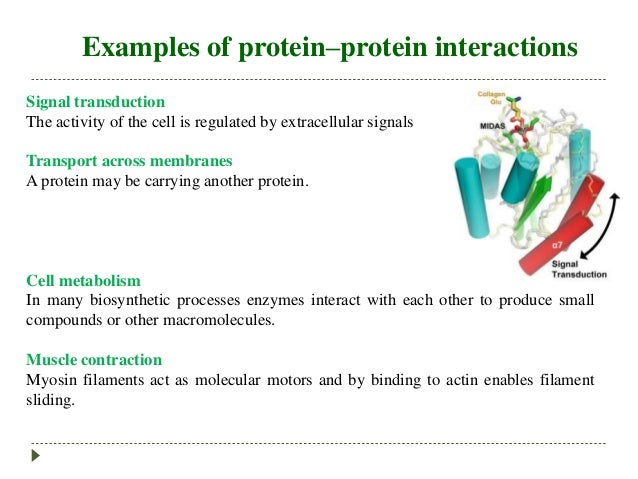 Protein protein interactions