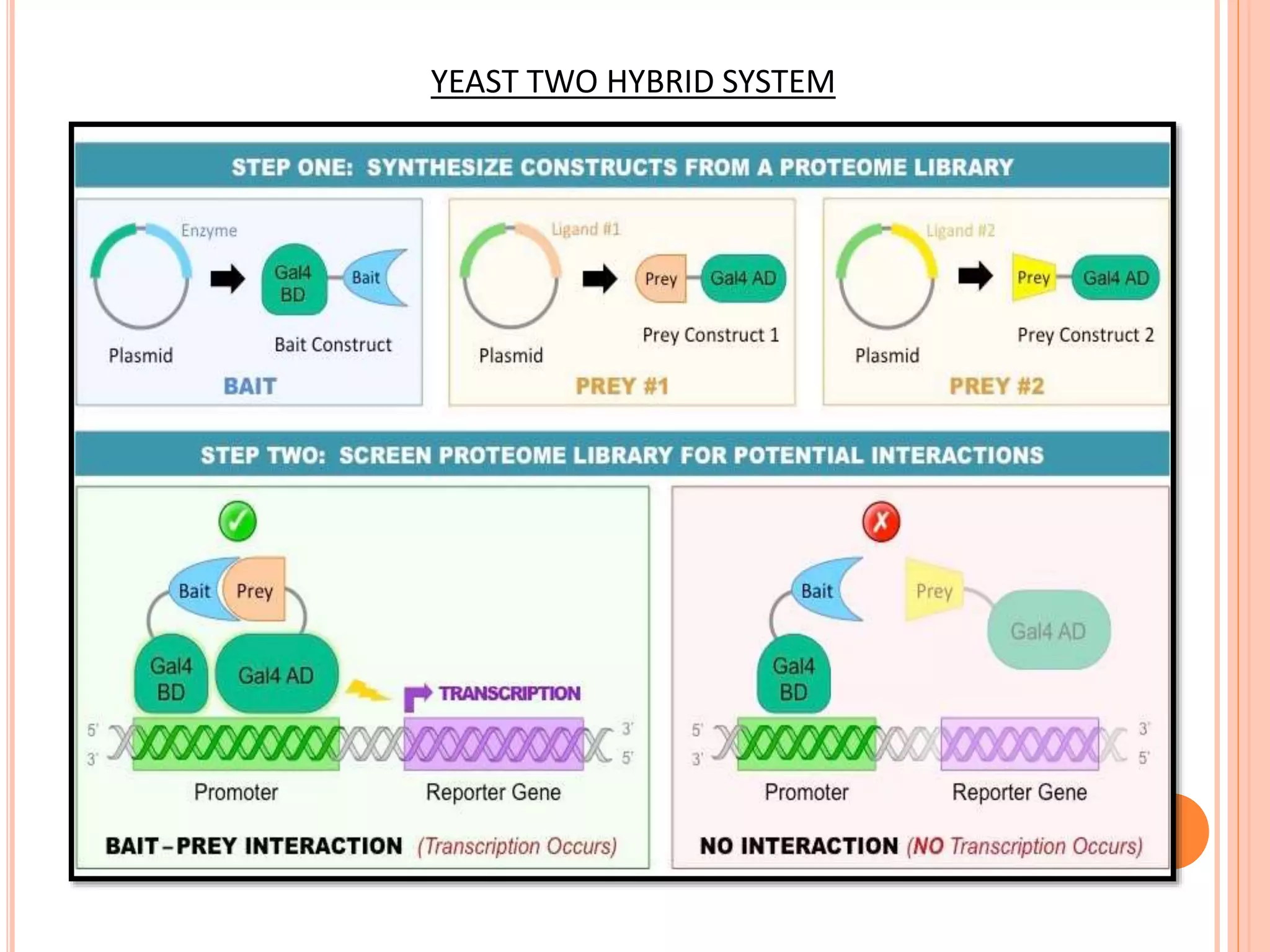Protein protein interactions.pptx