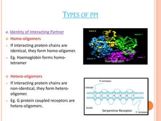 Protein protein interactions.pptx