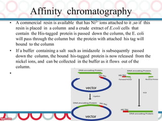 Affinity Chromatography His Tag