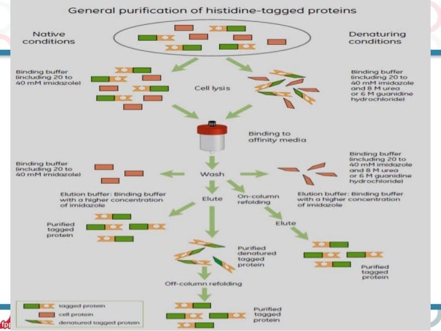 Protein purification