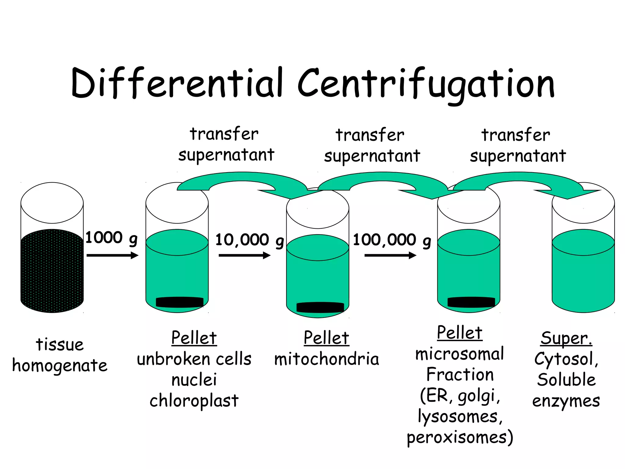 Chapter 3(part2) - Protein purification and analysis | PPT