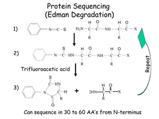 Chapter 3(part2) - Protein purification and analysis | PPT