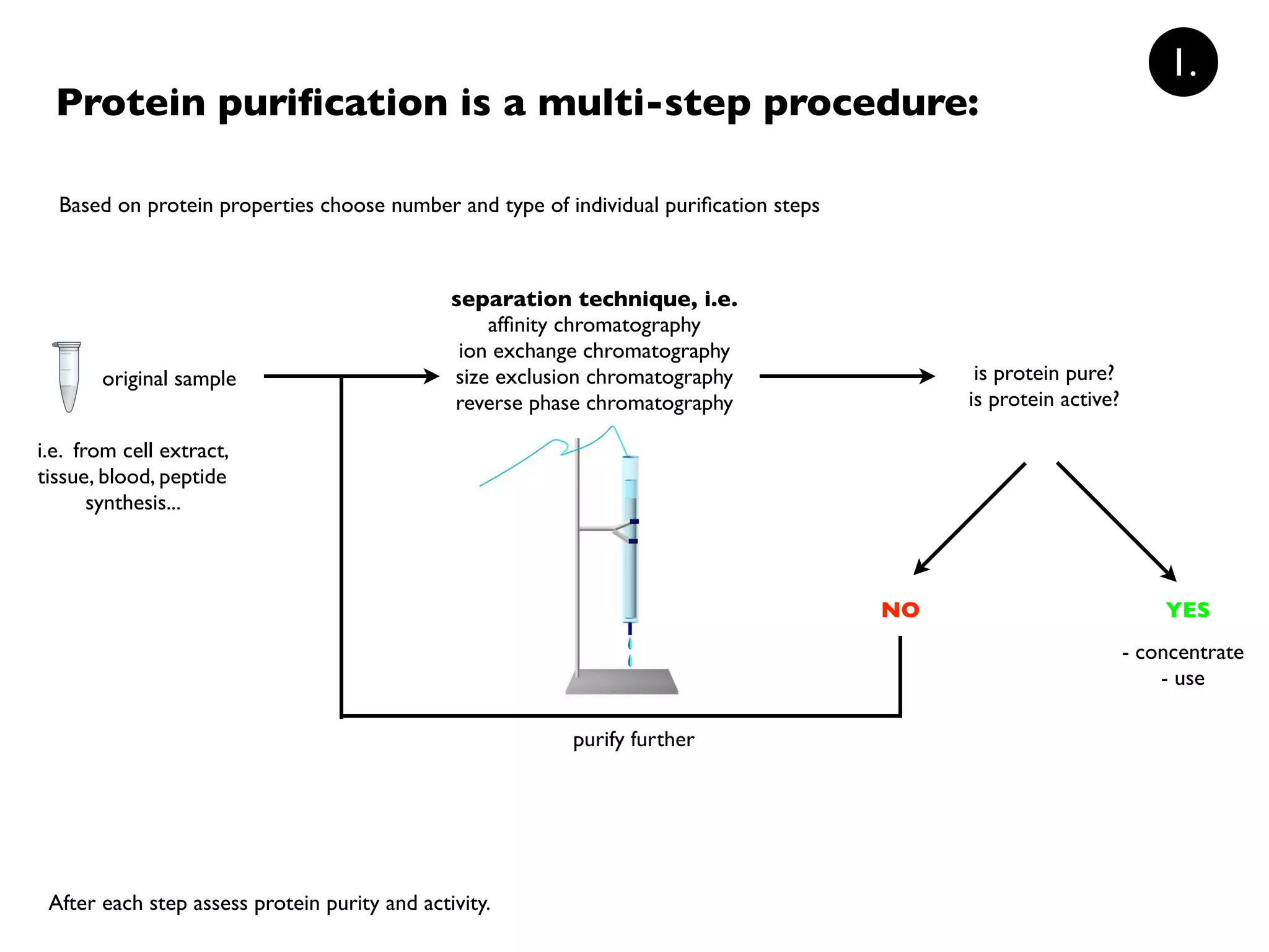 Protein purification | PDF