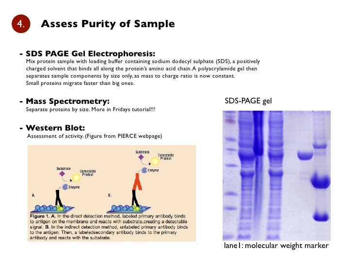 Protein purification