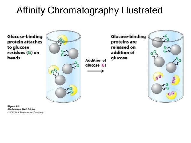 Protein Purification Lecture