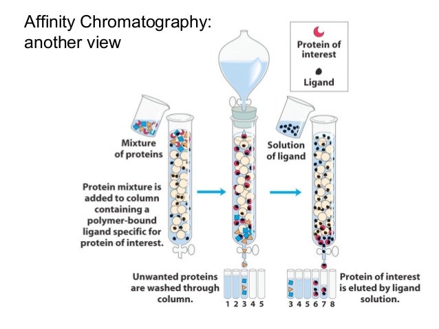 Protein Purification Lecture