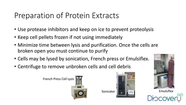 Protein purification | PPT
