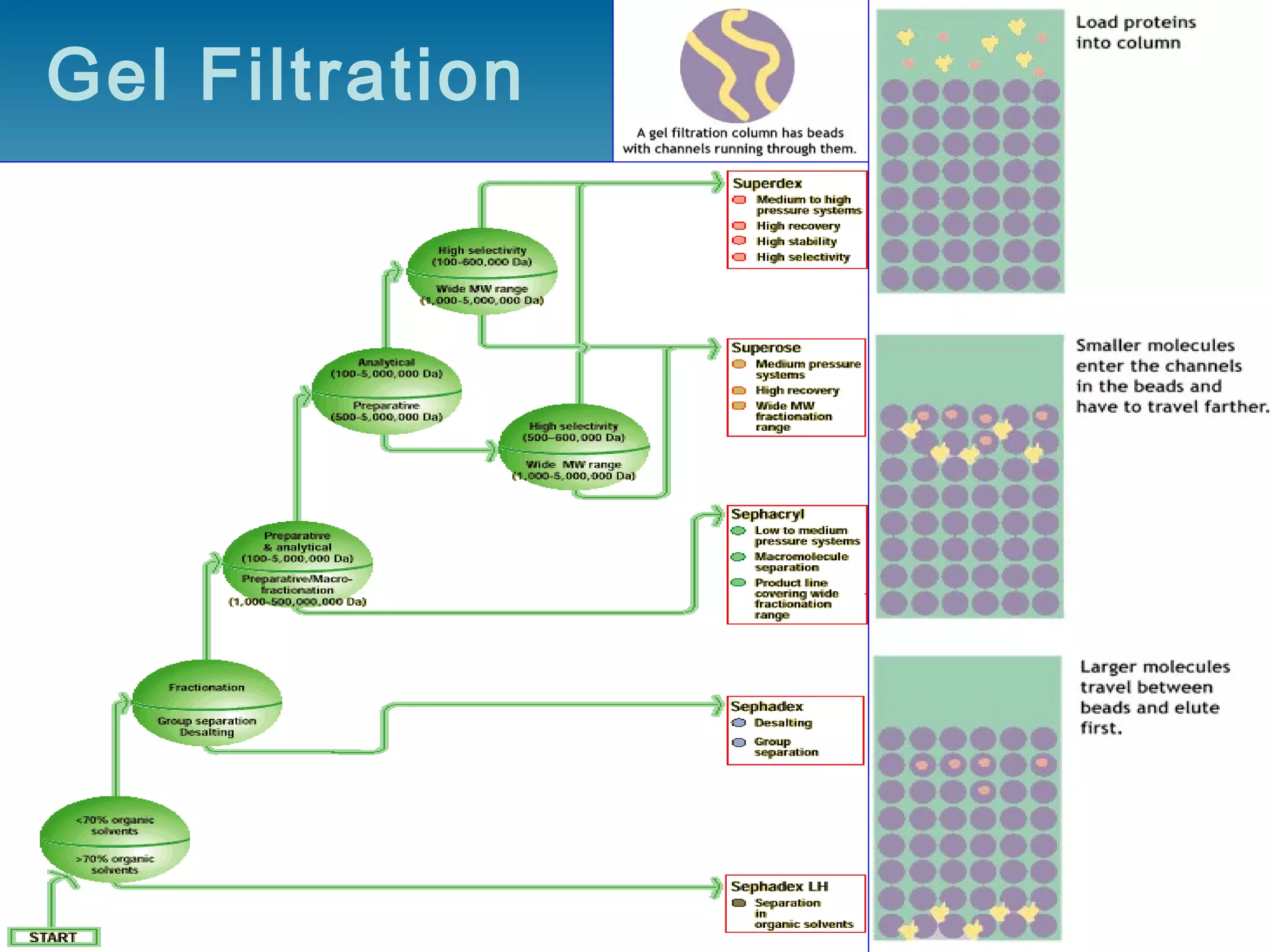 Protein Purification | PPT