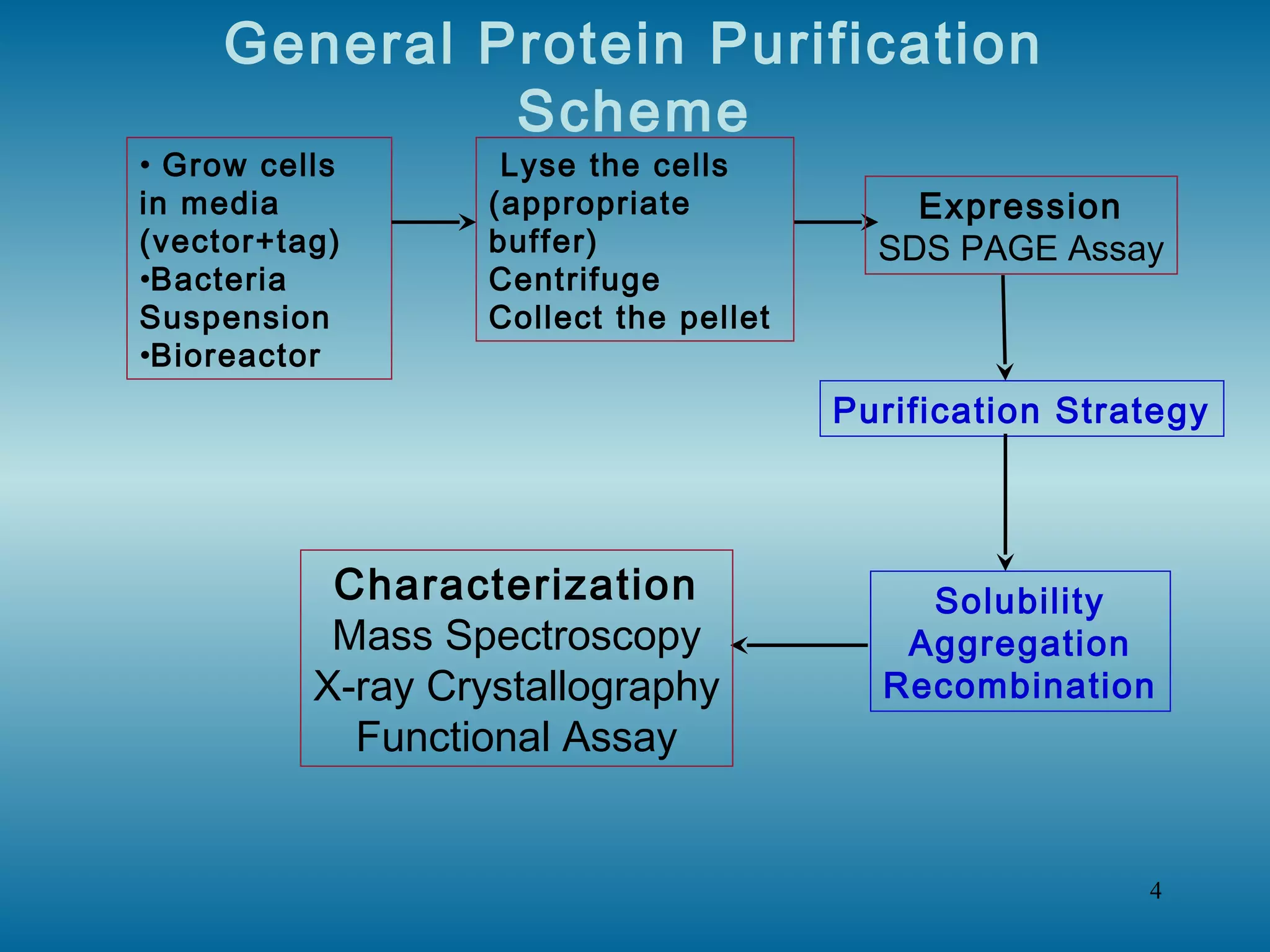 Protein Purification | PPT