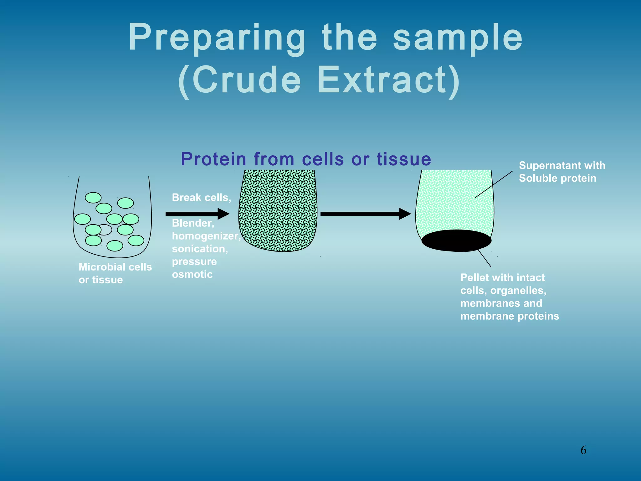 Protein Purification | PPT