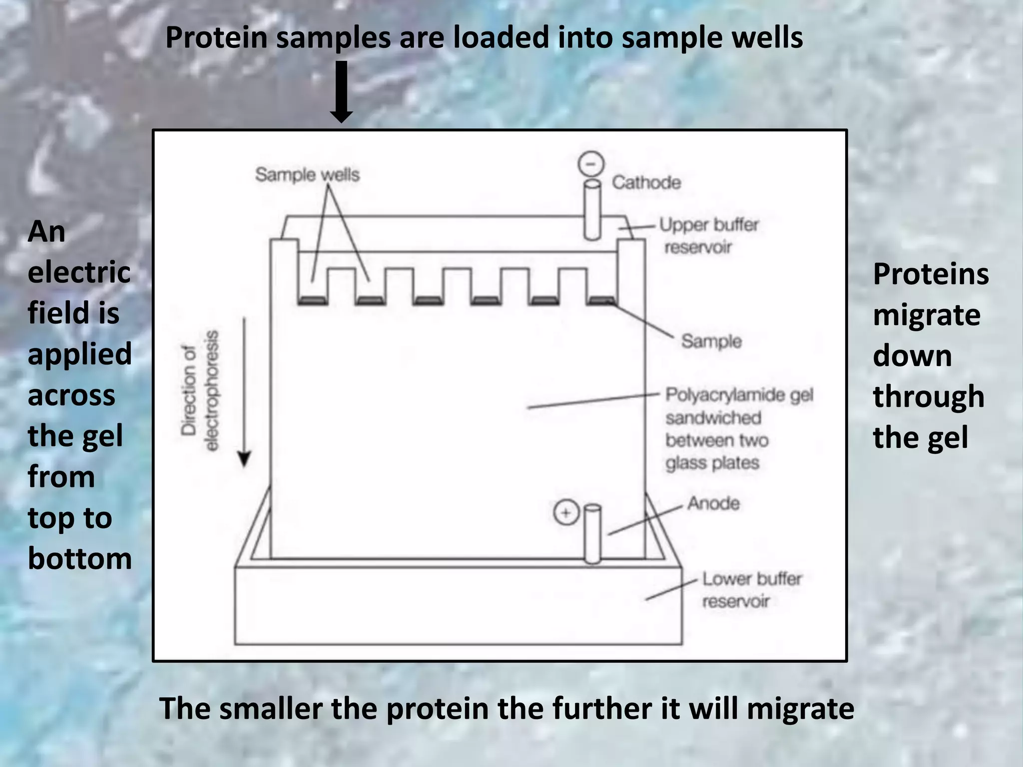 Protein purification techniques | PPTX