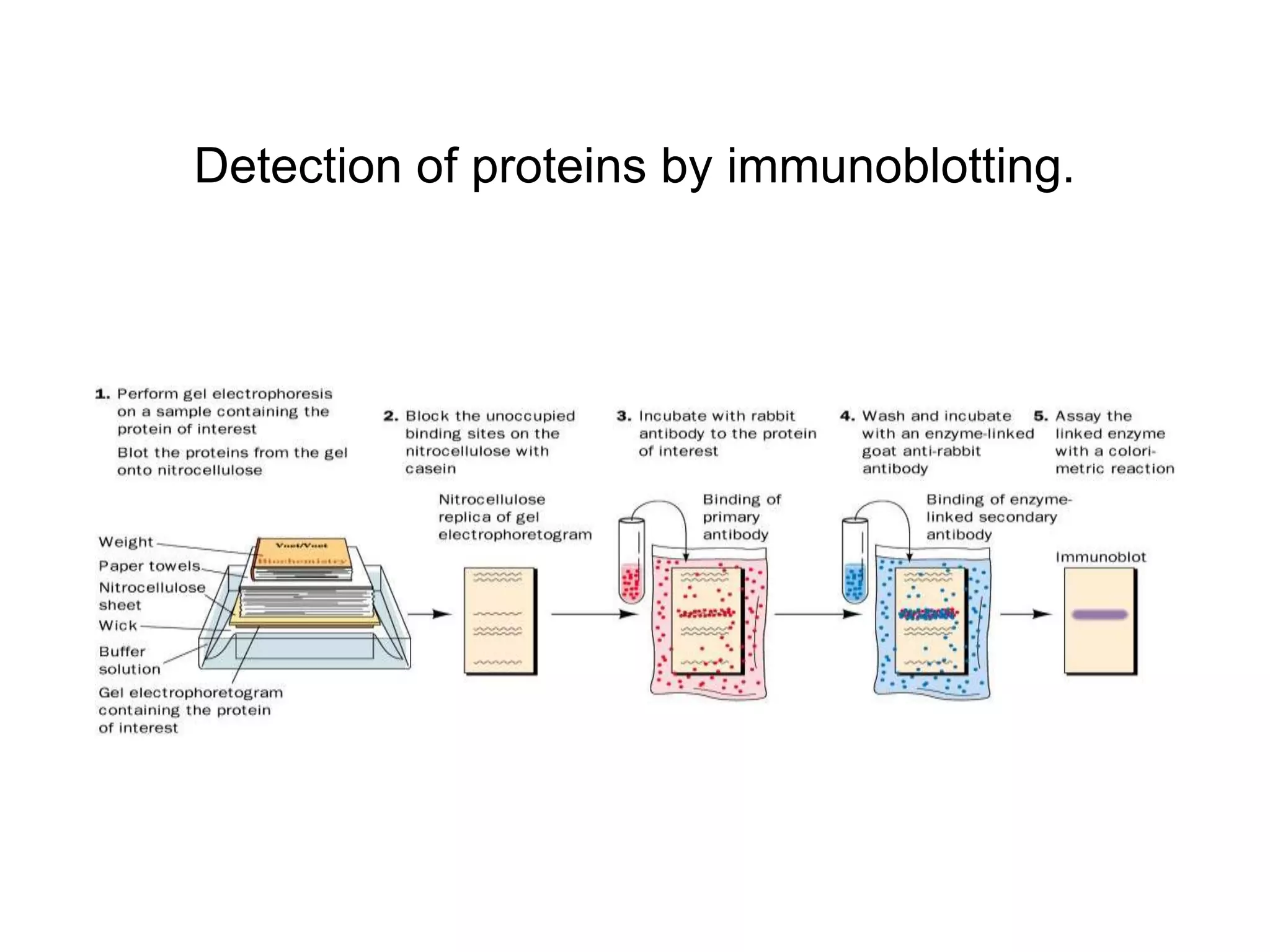 Protein purification techniques | PPT