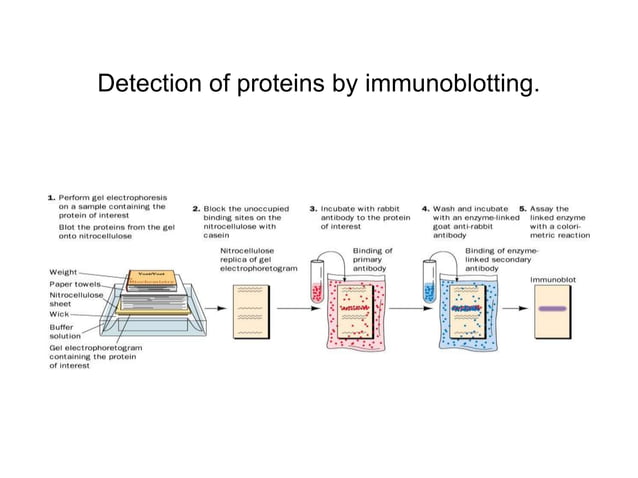 Protein purification techniques | PPT
