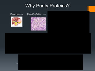 Protein Purification Slides | PPTX