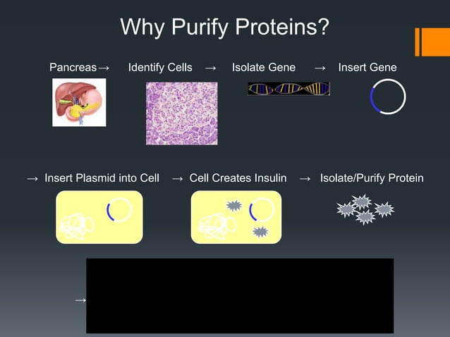 Protein Purification Slides | PPTX
