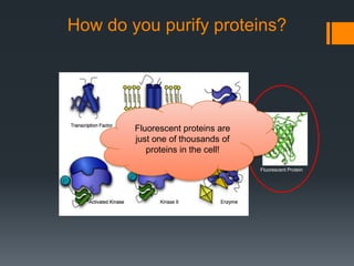 Protein Purification Slides | PPTX