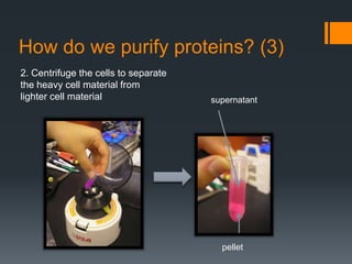 Protein Purification Slides | PPTX