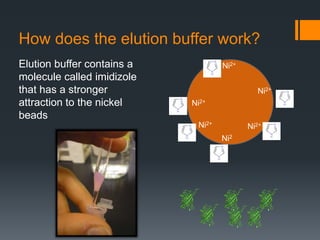 Protein Purification Slides | PPTX
