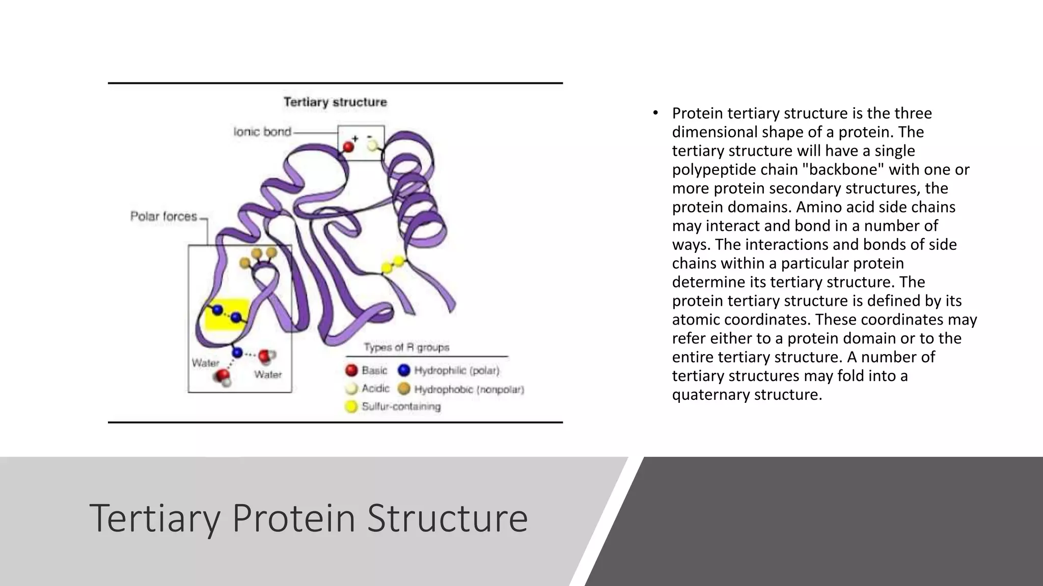 Protein Structure and Function | PPTX | Endocrine and Metabolic ...