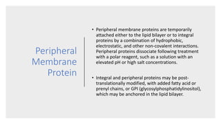 Protein Structure and Function | PPTX